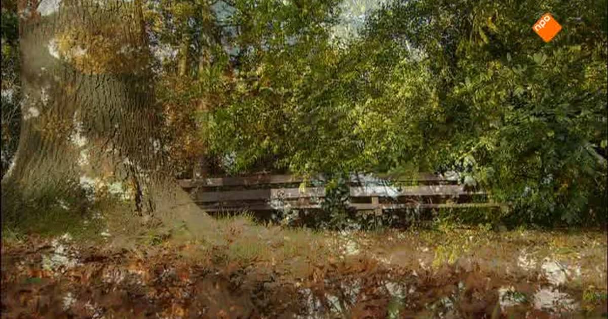 MO Doc: Als je ouders gaan vergeten | NPO Start