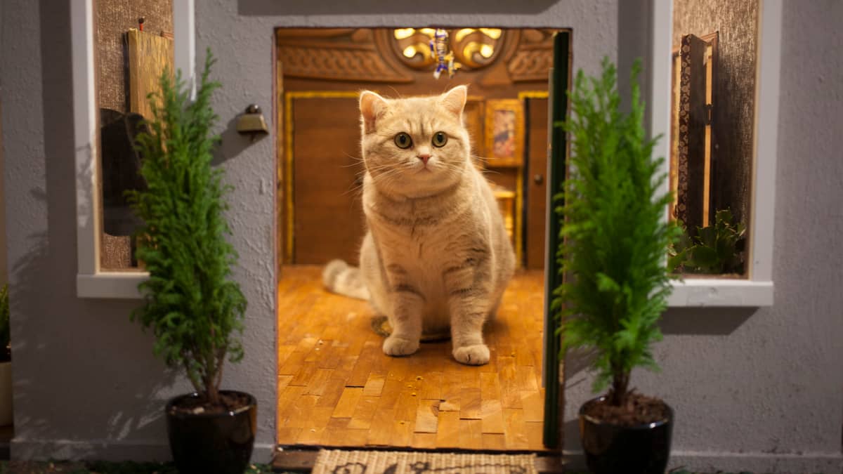 Kattenlaan 9 | NPO Start