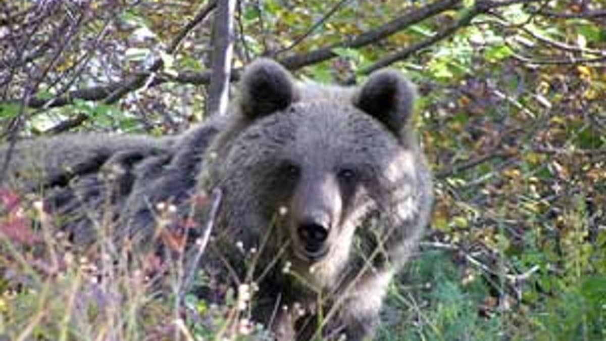 Beren in de Pyreneeën | NPO Start
