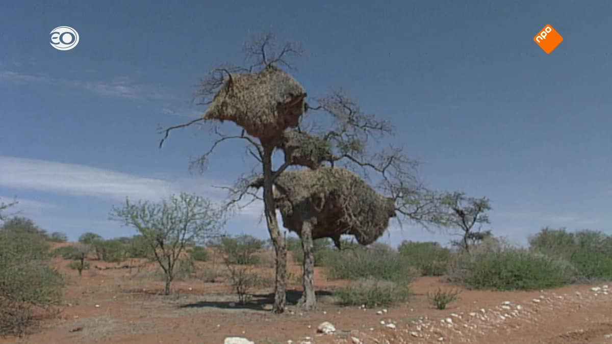 Namibië: Shongolo Express | NPO Start