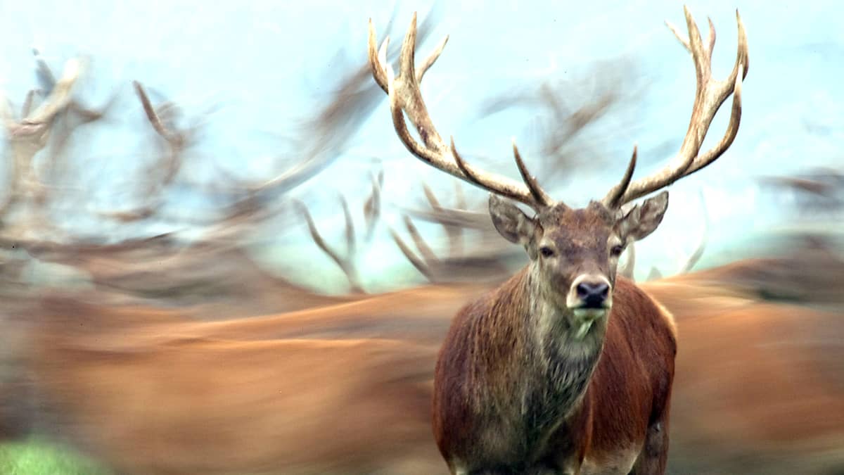 Wilde natuur | NPO Start