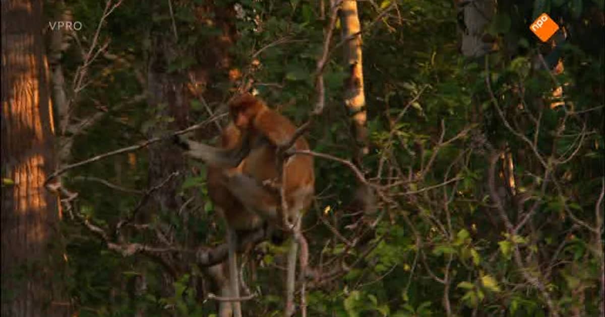 De neusaap | NPO Start