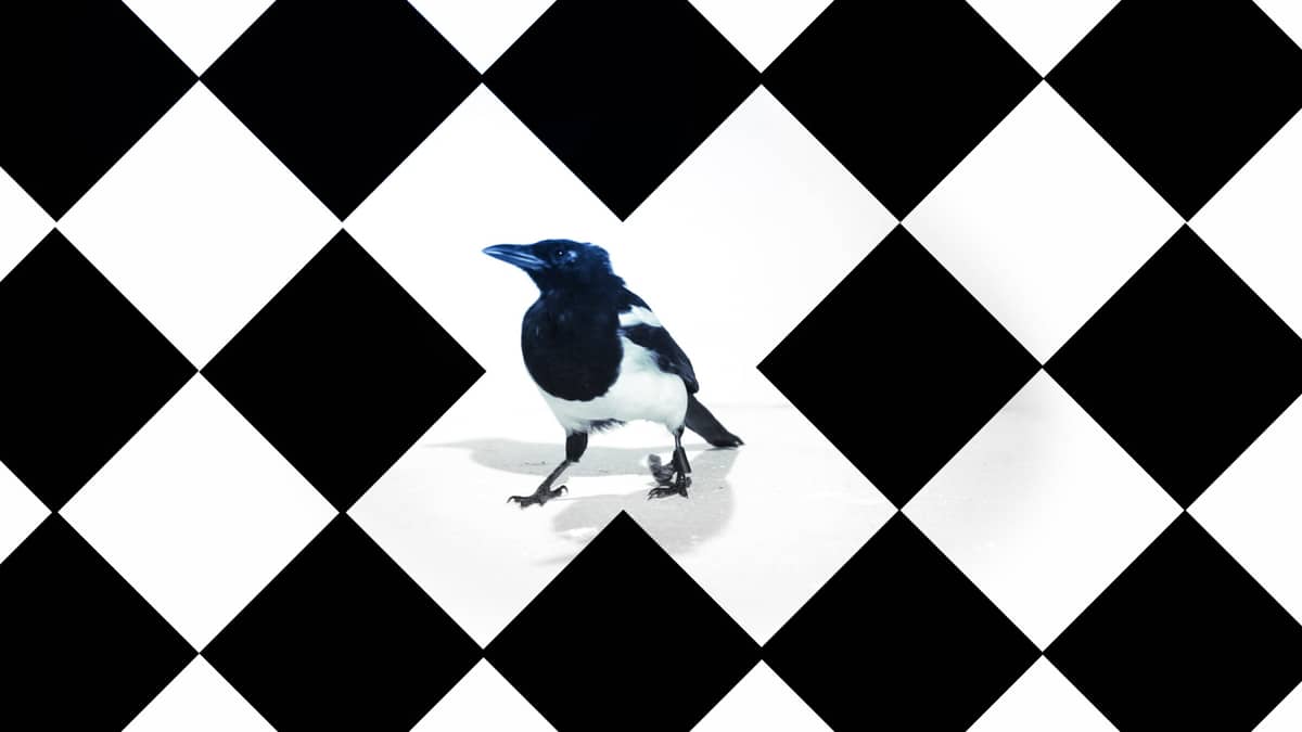 Close Up | NPO Start