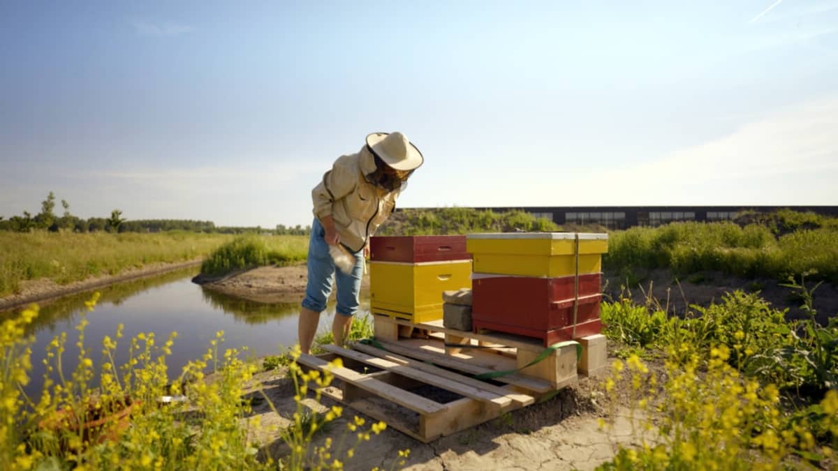 Droomdorp | NPO Start