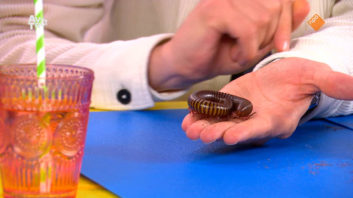 Kou: Bioloog Matyas over een miljoenpoot | NPO Start