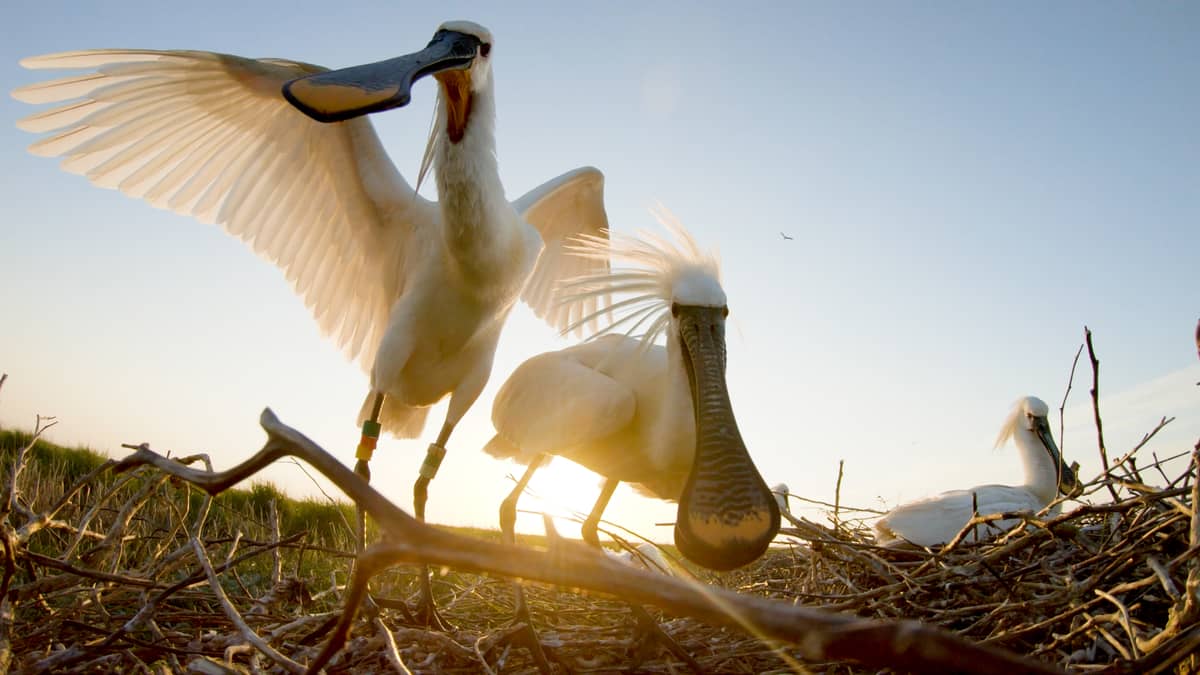 De lepelaar in een roerige wereld | NPO Start