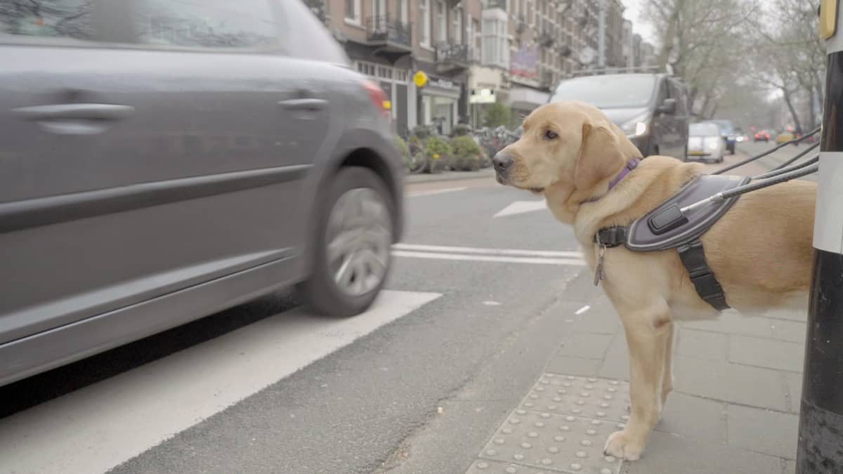 PTSS-assistentiehond | NPO Start